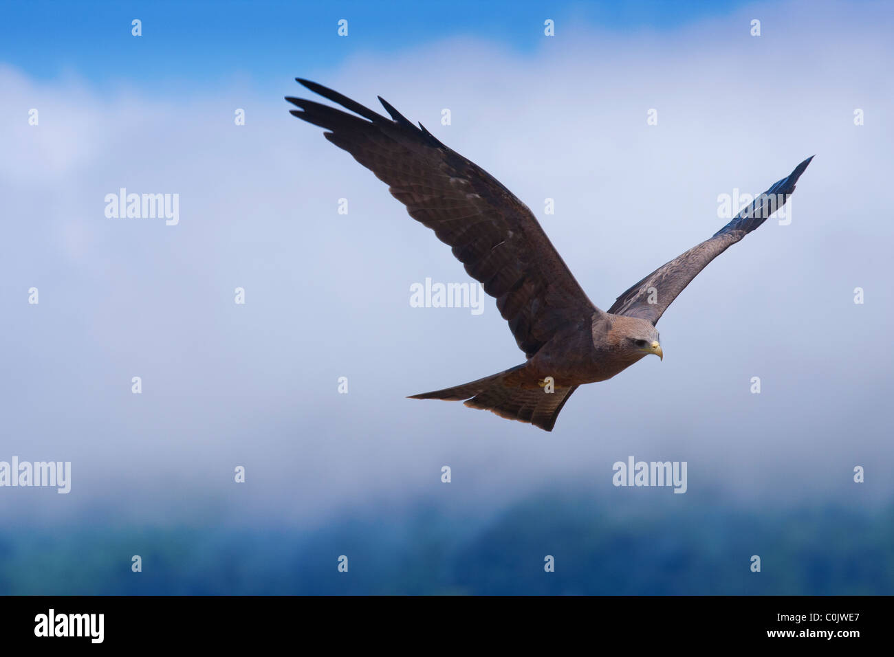 Black Kite in Ngorongoro Stock Photo - Alamy