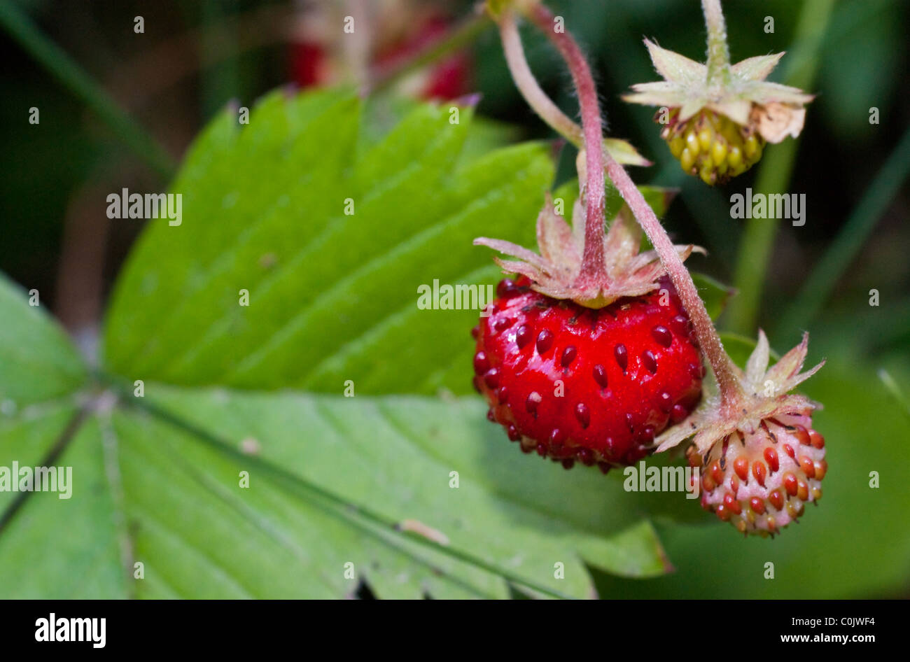 Common wild strawberry hi-res stock photography and images - Alamy