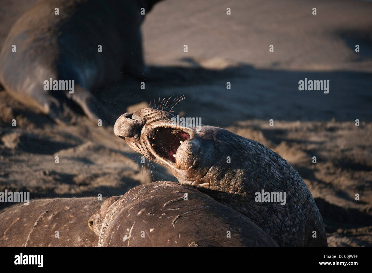 Male seal fight hi-res stock photography and images - Alamy