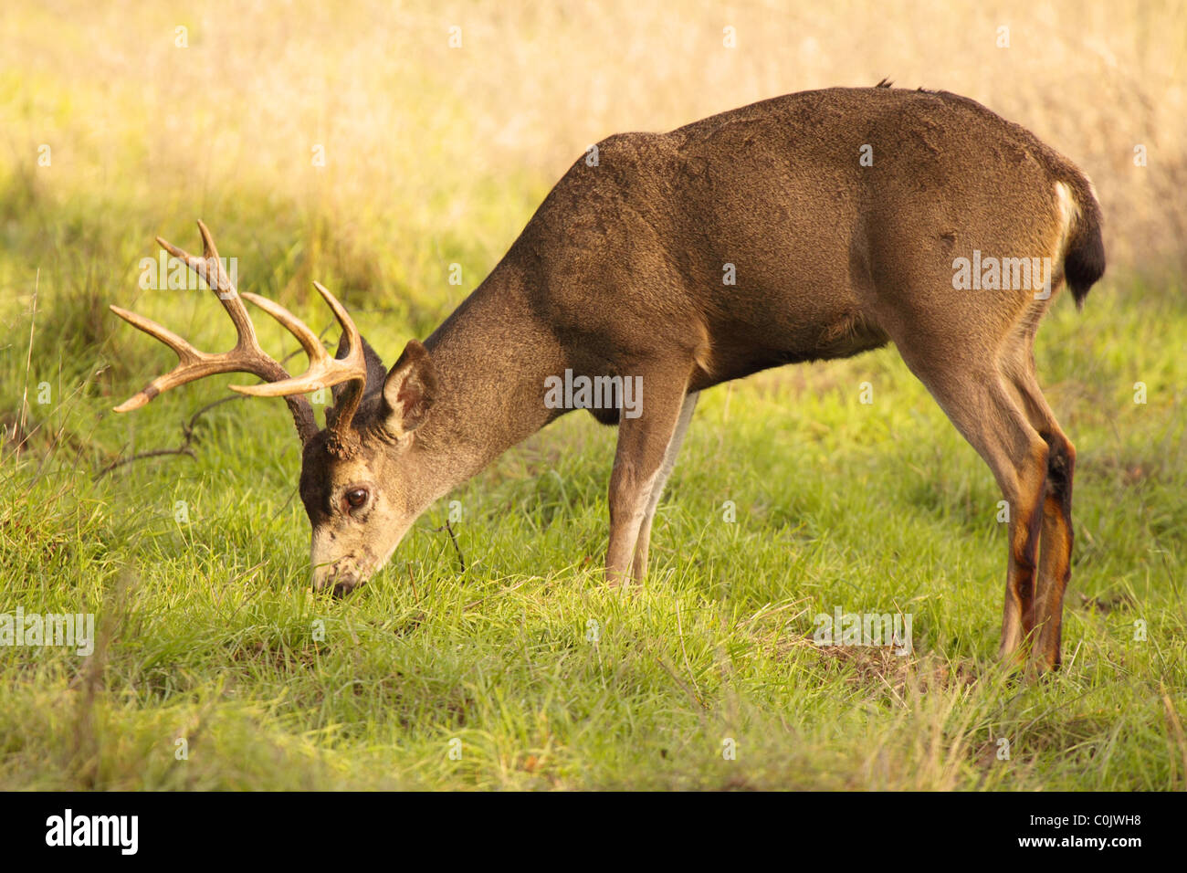 A Black-tailed Deer buck feeding in California Stock Photo - Alamy