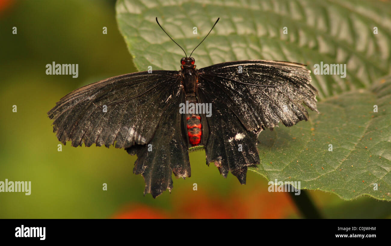 A Butterfly with old and tattered wings Stock Photo - Alamy