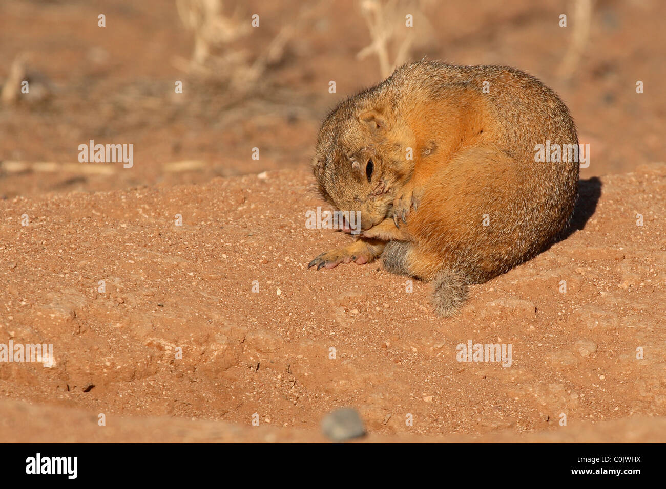 A Gunnison's Prairie Dog biting an itch Stock Photo - Alamy