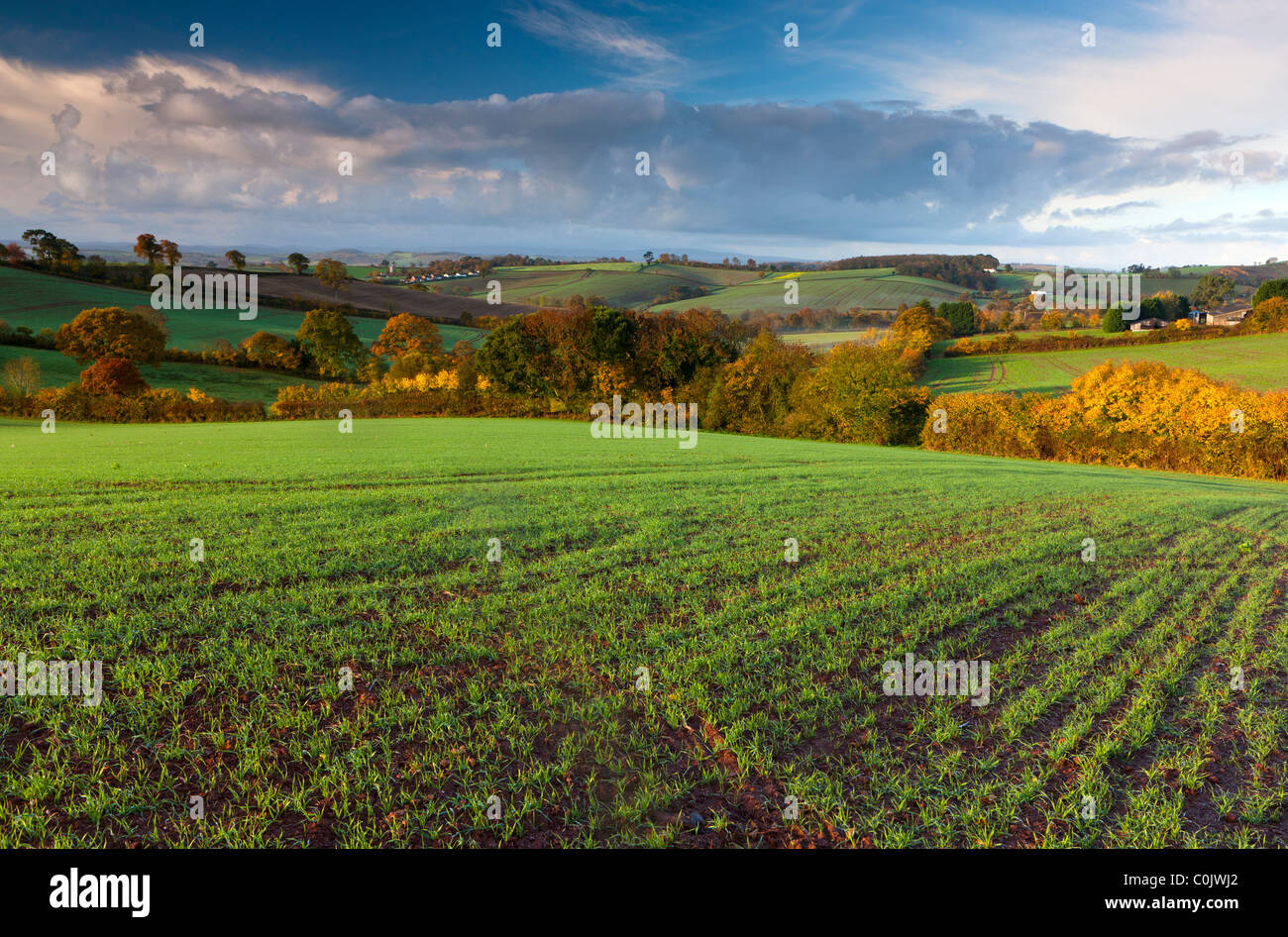 Patchwork fields in countryside near Shobrooke, Devon, England, United ...