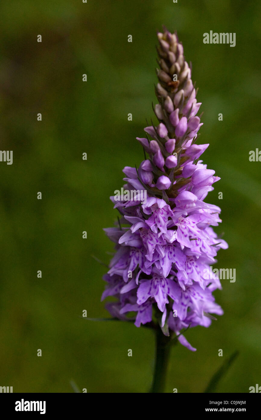 3 lobed lip hi-res stock photography and images - Alamy