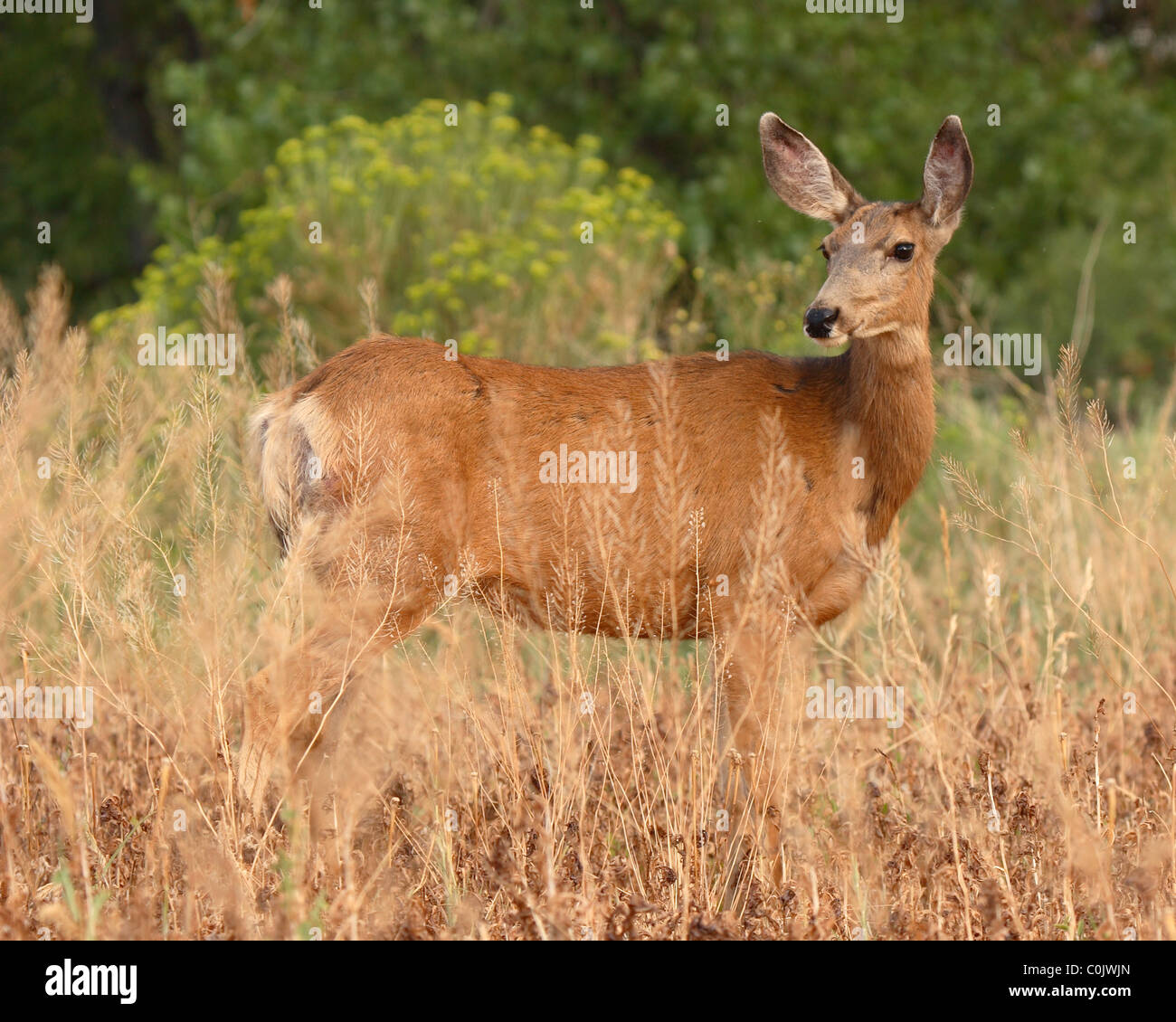 A Mule Deer doe looking back Stock Photo - Alamy
