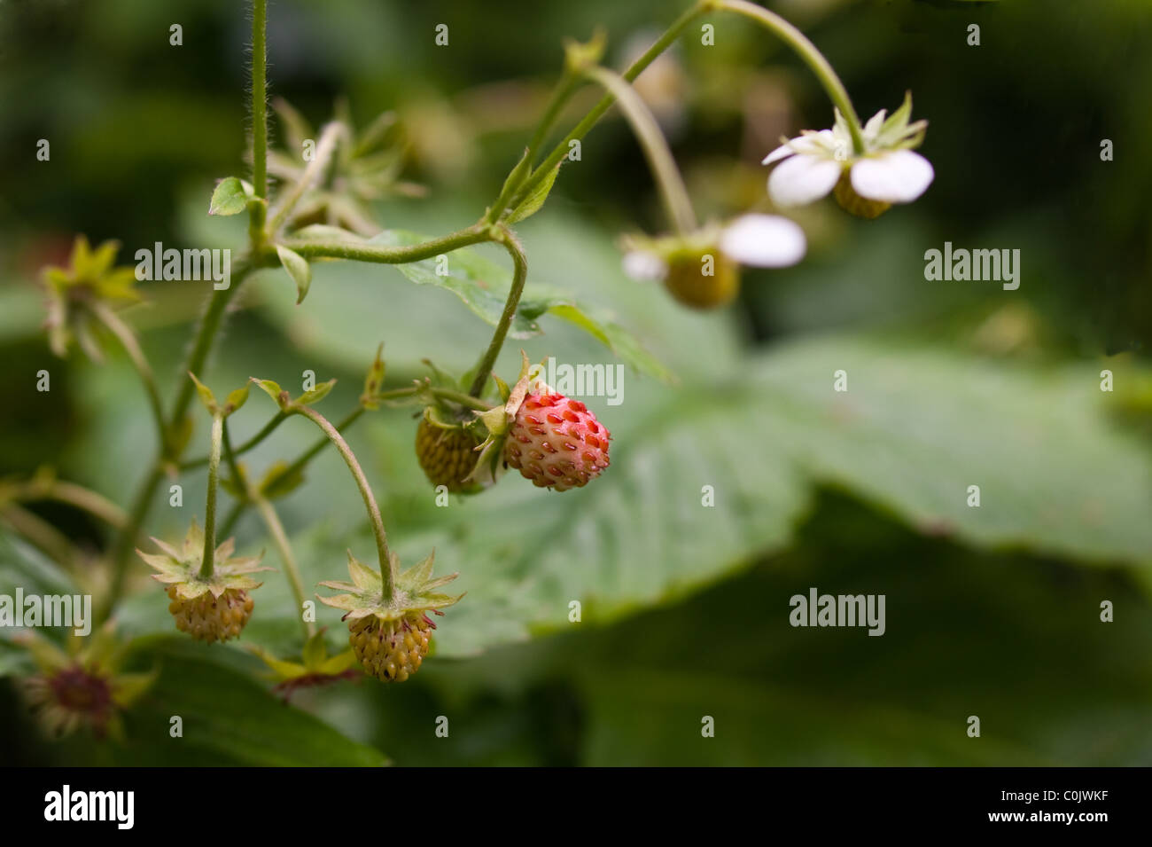 Common wild strawberry hi-res stock photography and images - Alamy