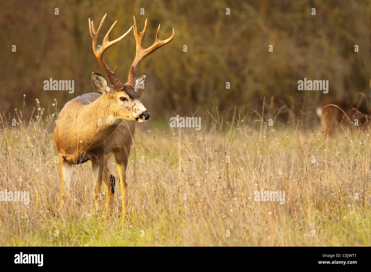 A Black-tailed Deer buck with tall antlers Stock Photo - Alamy