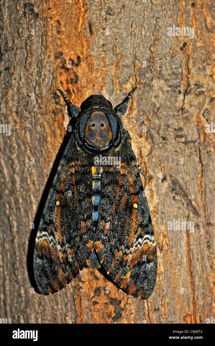 Acherontia styx hi-res stock photography and images - Alamy