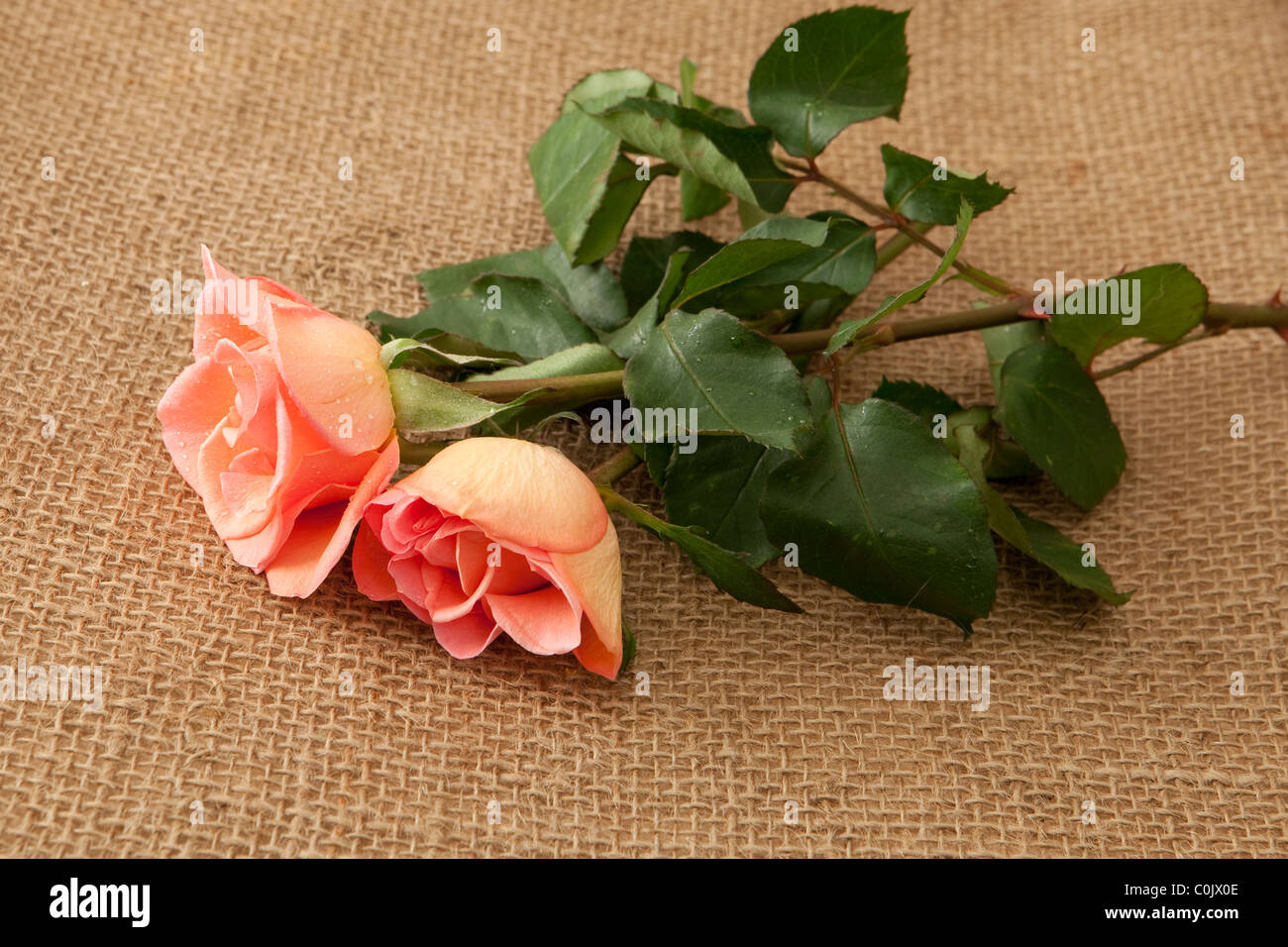 Pair of roses hi-res stock photography and images - Alamy