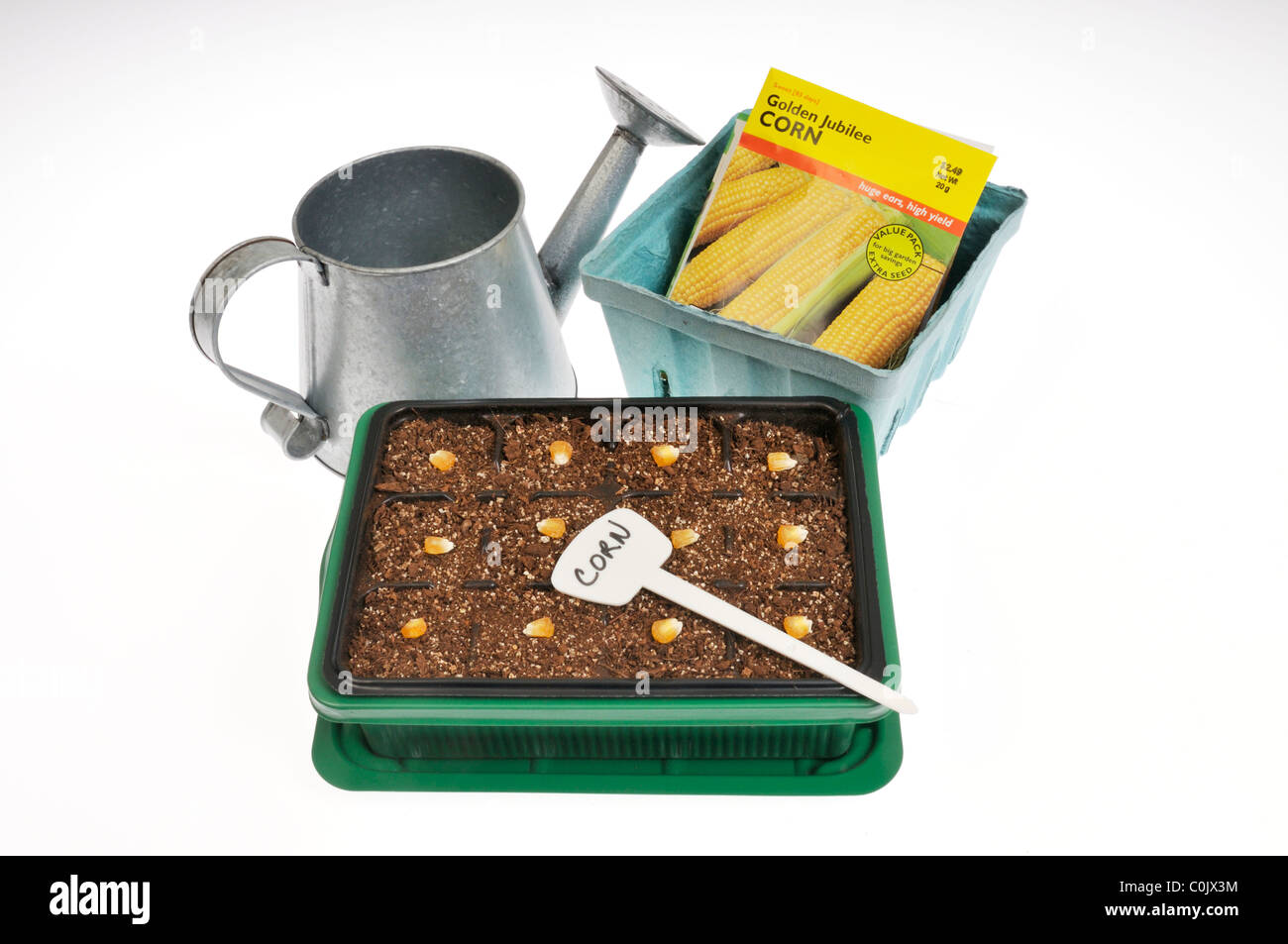 Planting corn seeds in seed tray on white background with seed ...
