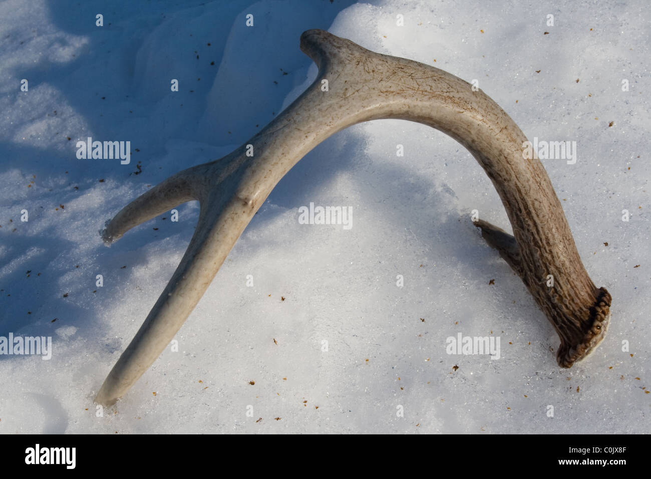 Shed Whitetail Deer Antler on Snow - Minnesota USA Stock Photo - Alamy