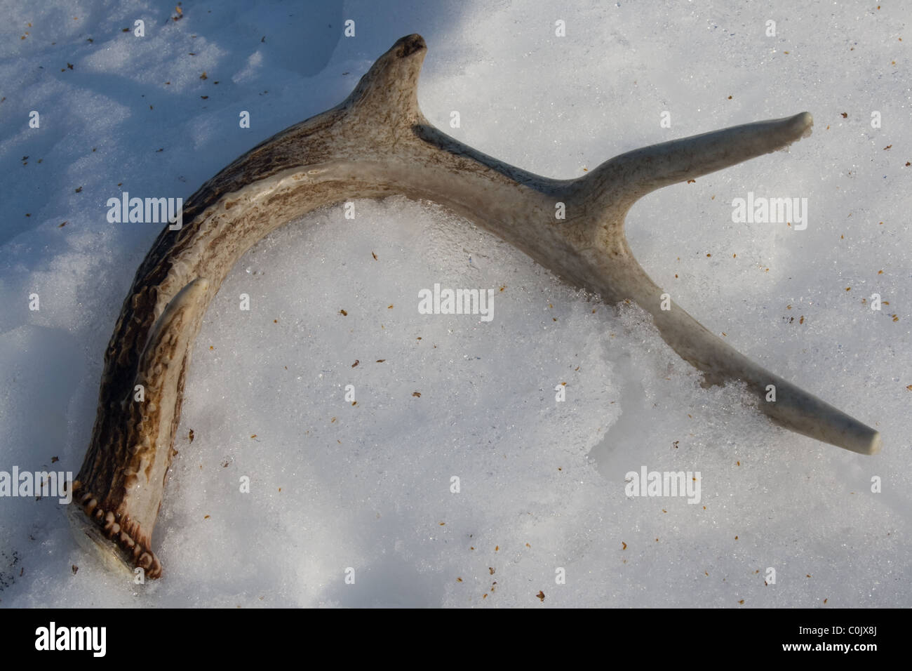 Shed Whitetail Deer Antler on Snow - Minnesota USA Stock Photo - Alamy