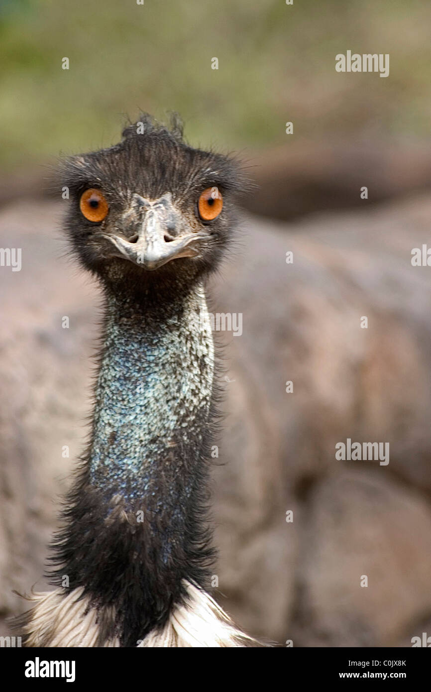 A portrait on an emu head and neck Stock Photo - Alamy