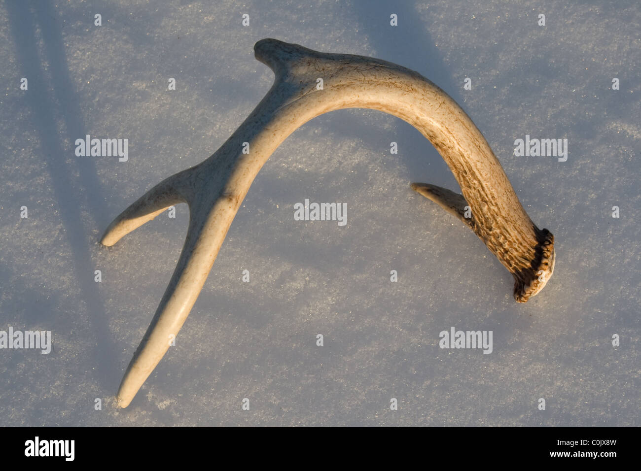 Shed Whitetail Deer Antler on Snow - Minnesota USA Stock Photo - Alamy