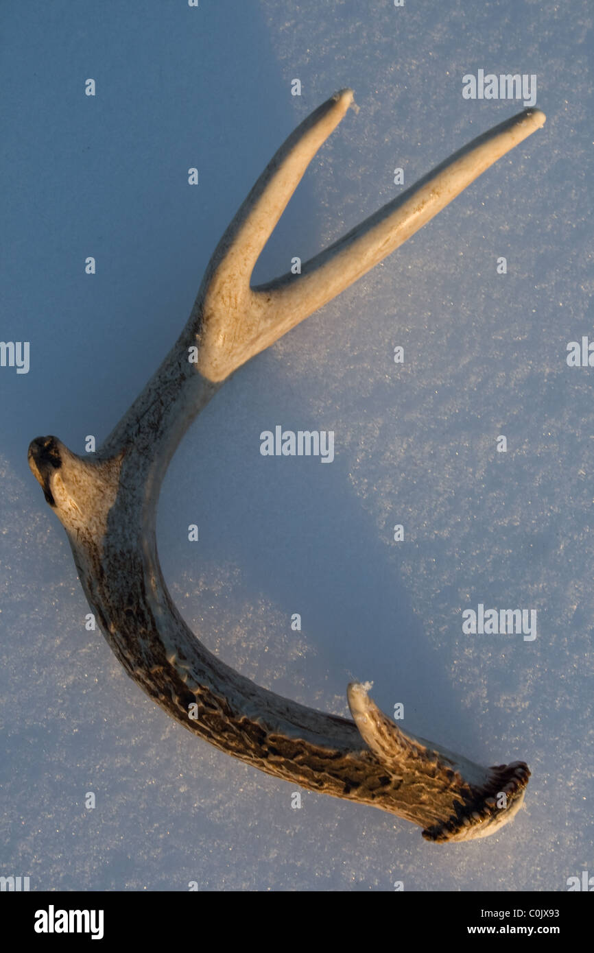 Shed Whitetail Deer Antler on Snow - Minnesota USA Stock Photo - Alamy