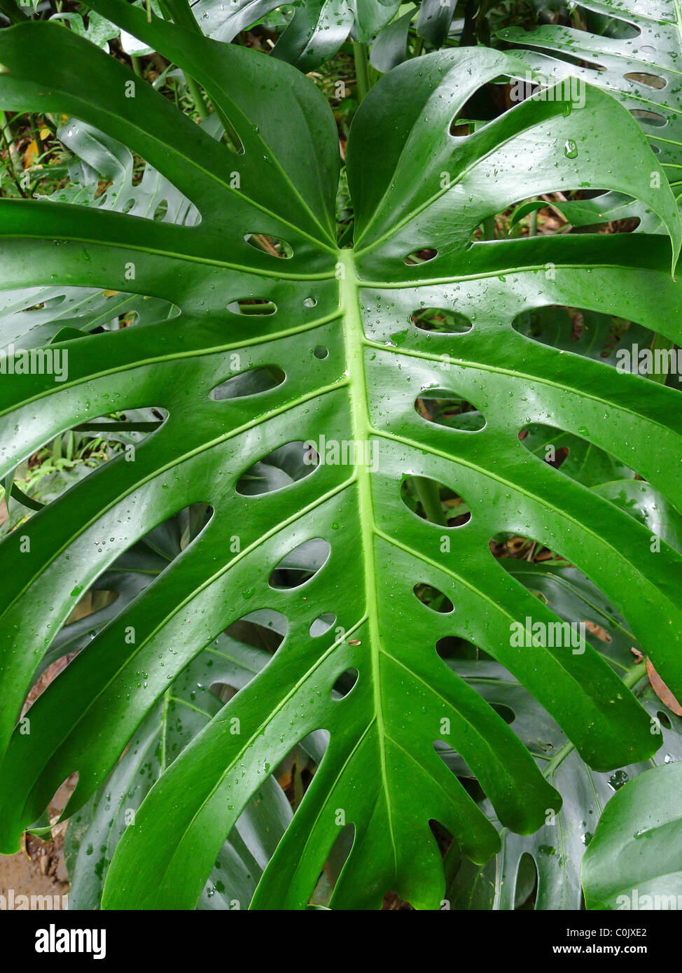 Monstera leaf, Lyon Arboretum, Manoa Vally, Honolulu, Hawaii Stock ...