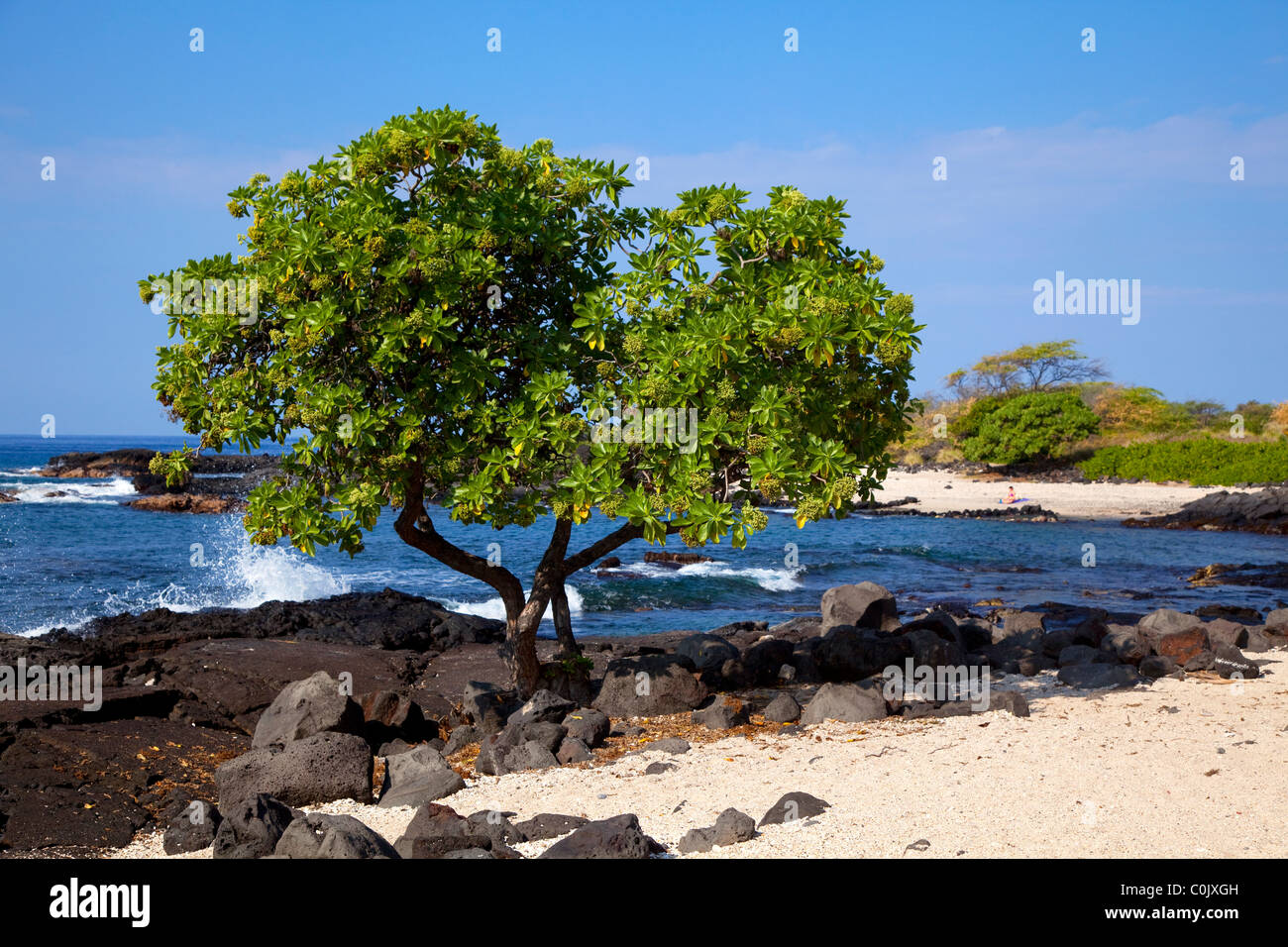 Beach Heliotrope tree, Airport Beach, Kailua Kona, Island of Hawaii ...