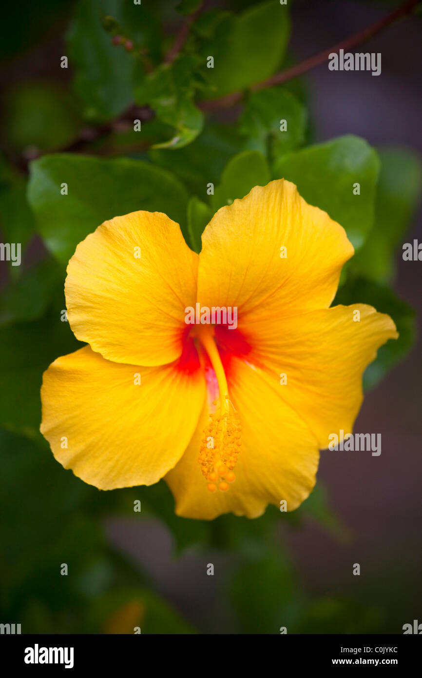 Yellow hibicus, Hawaii state flower Stock Photo - Alamy