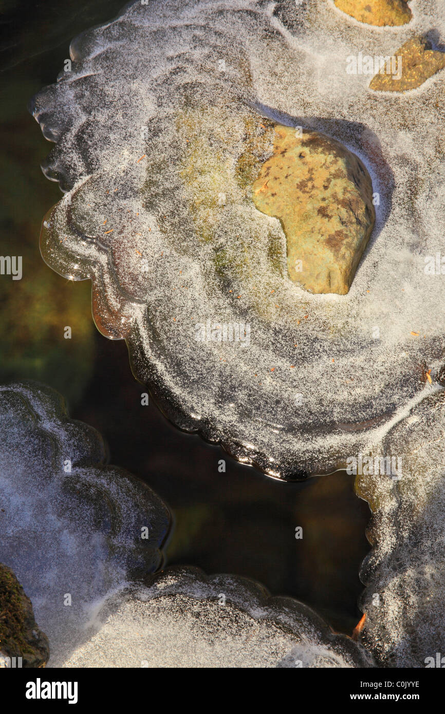 River rose hi-res stock photography and images - Alamy