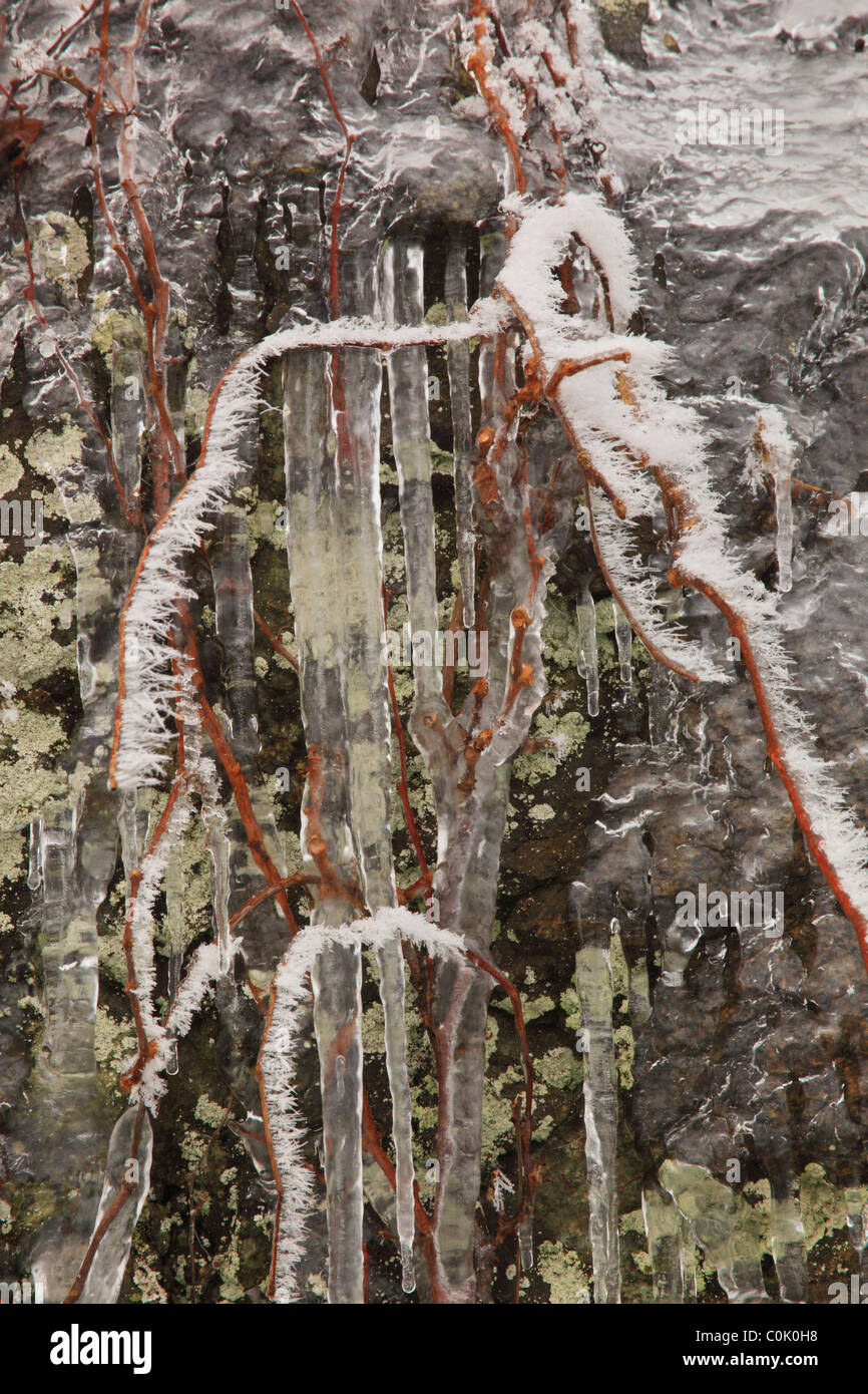 Ice and Frost Near Sandy Bottom, Skyline Drive, Shenandoah National ...