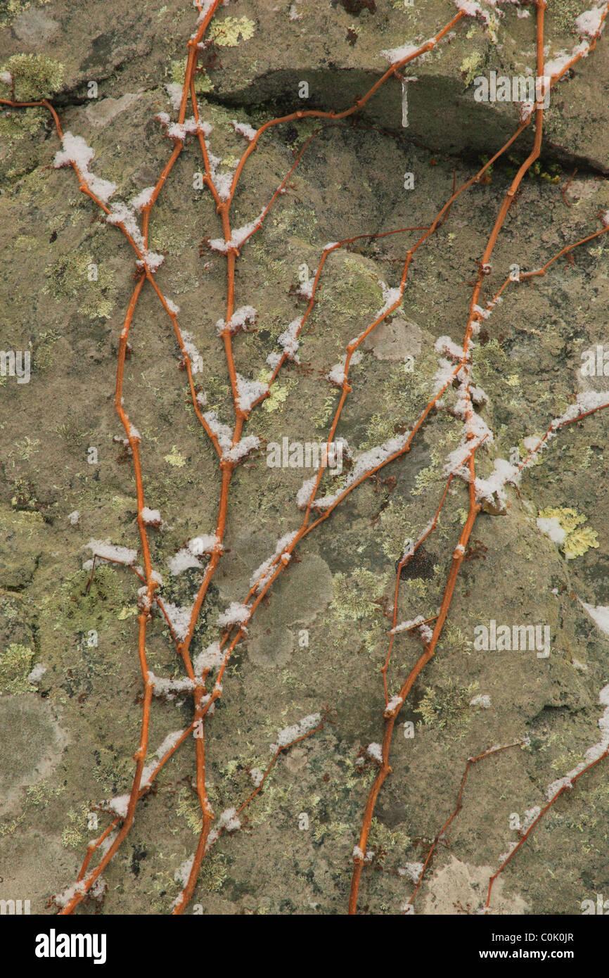 Snow on Vine Near Sandy Bottom, Skyline Drive, Shenandoah National Park ...