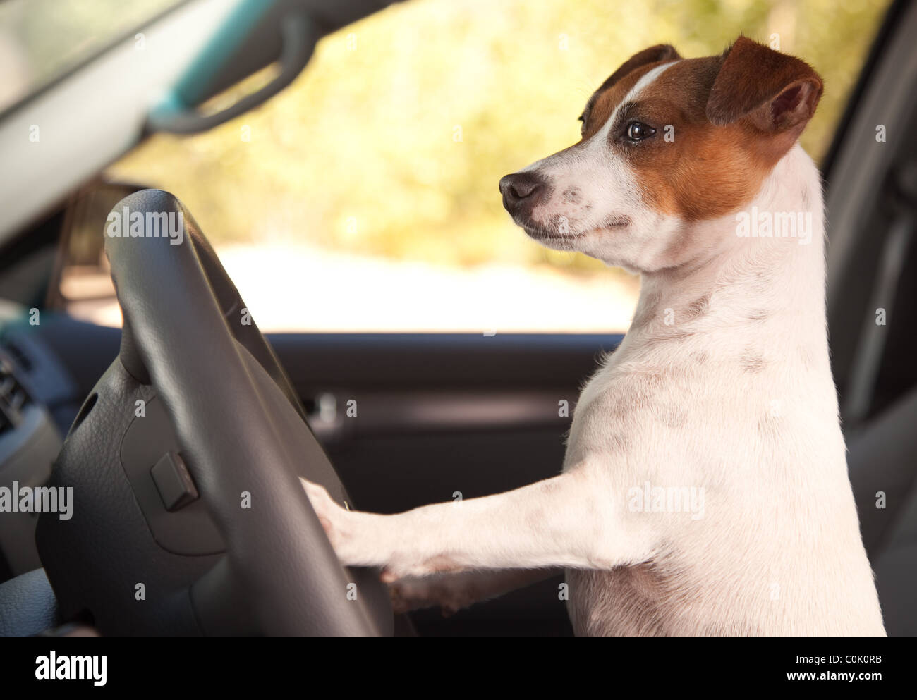 Jack Russell Terrier Dog Driving a Car Stock Photo - Alamy