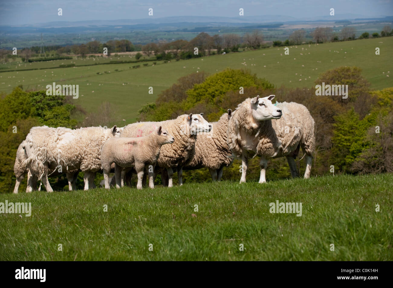 Crossbred sheep hi-res stock photography and images - Alamy