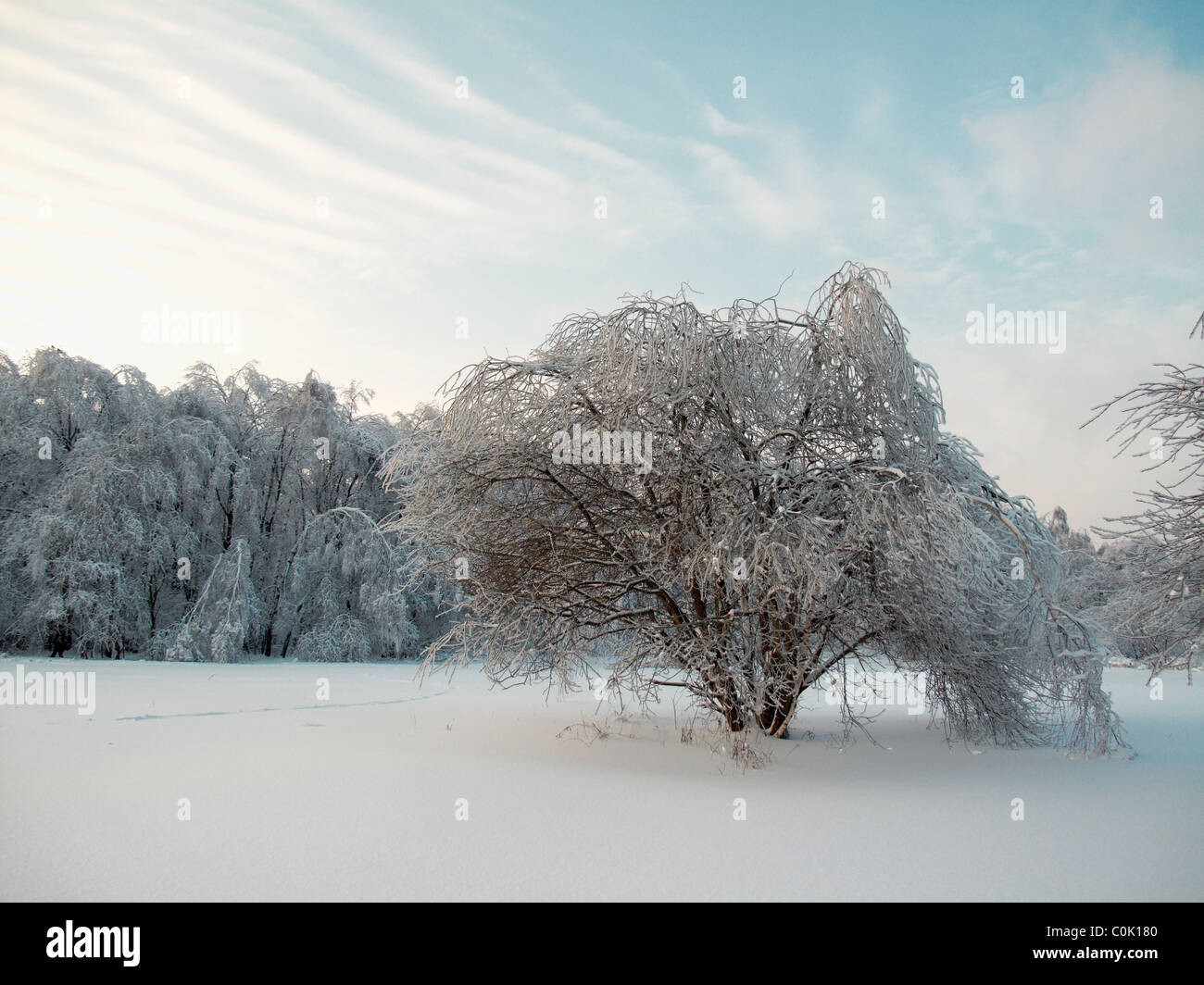 Bitsevski Park (Bitsa Park) in winter after a heavy snowfall. Moscow ...
