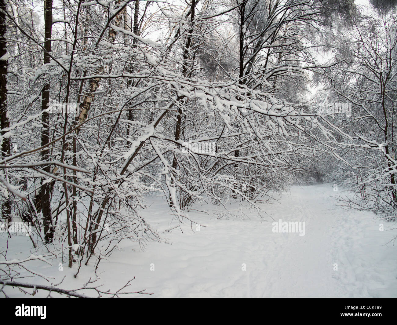 Bitsevski Park (Bitsa Park) in winter after a heavy snowfall. Moscow ...