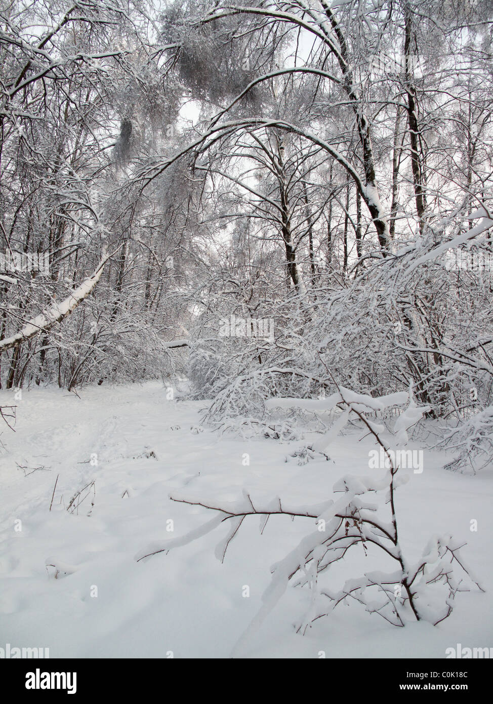 Bitsevski Park (Bitsa Park) in winter after a heavy snowfall. Moscow ...