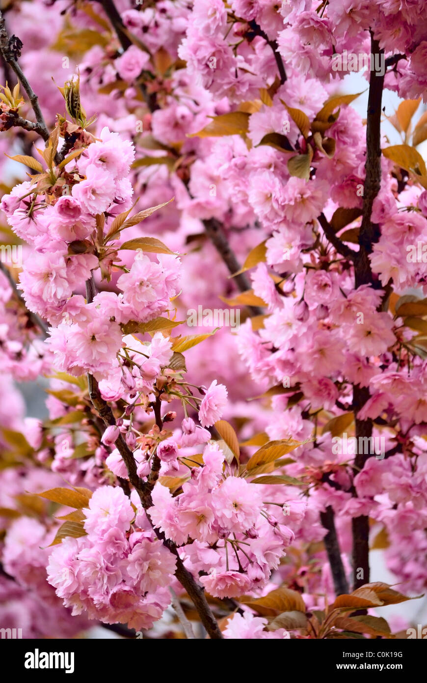 beautiful spring flowers in nature. Close up Stock Photo - Alamy