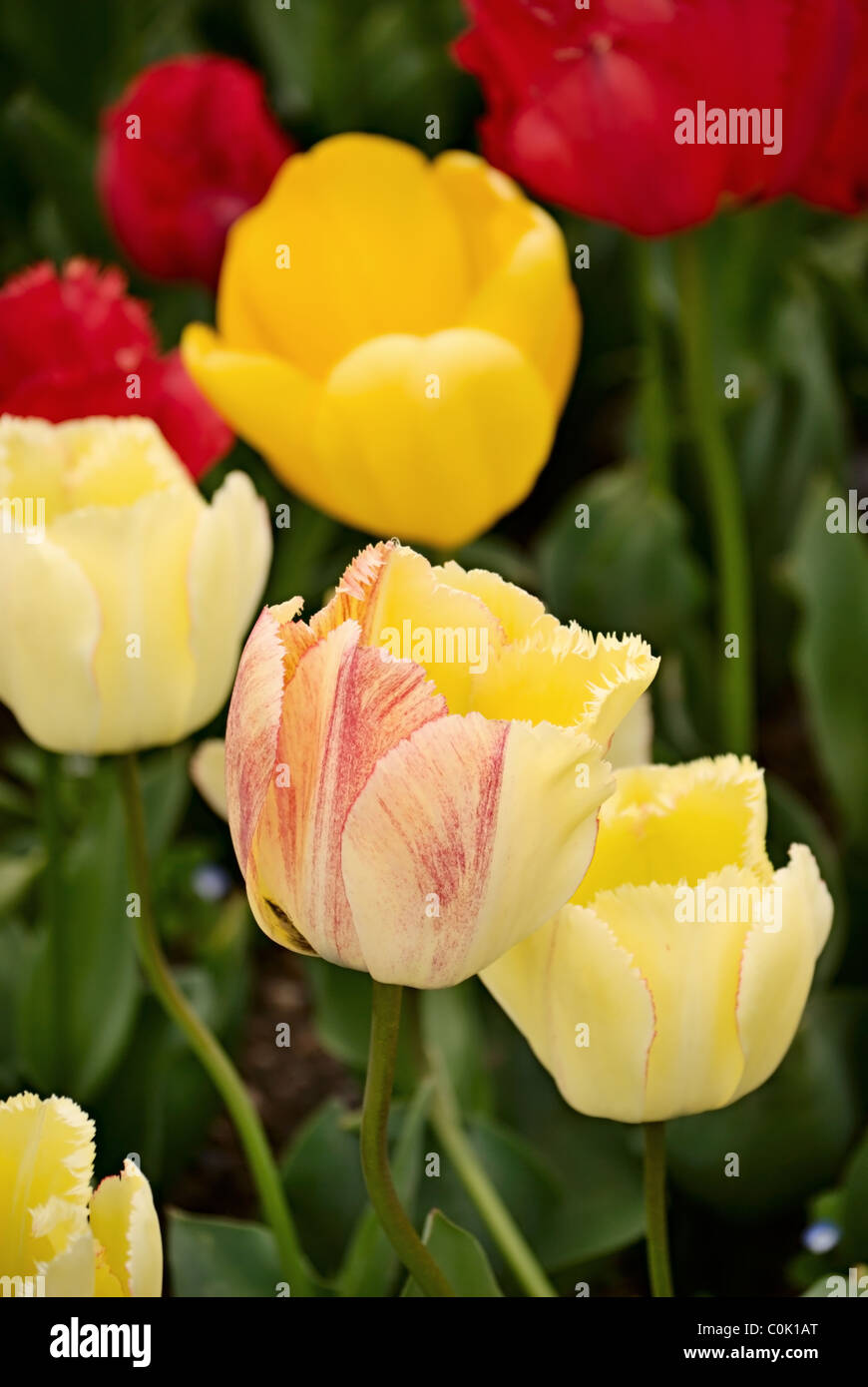 beautiful spring tulips in nature. Close up Stock Photo - Alamy