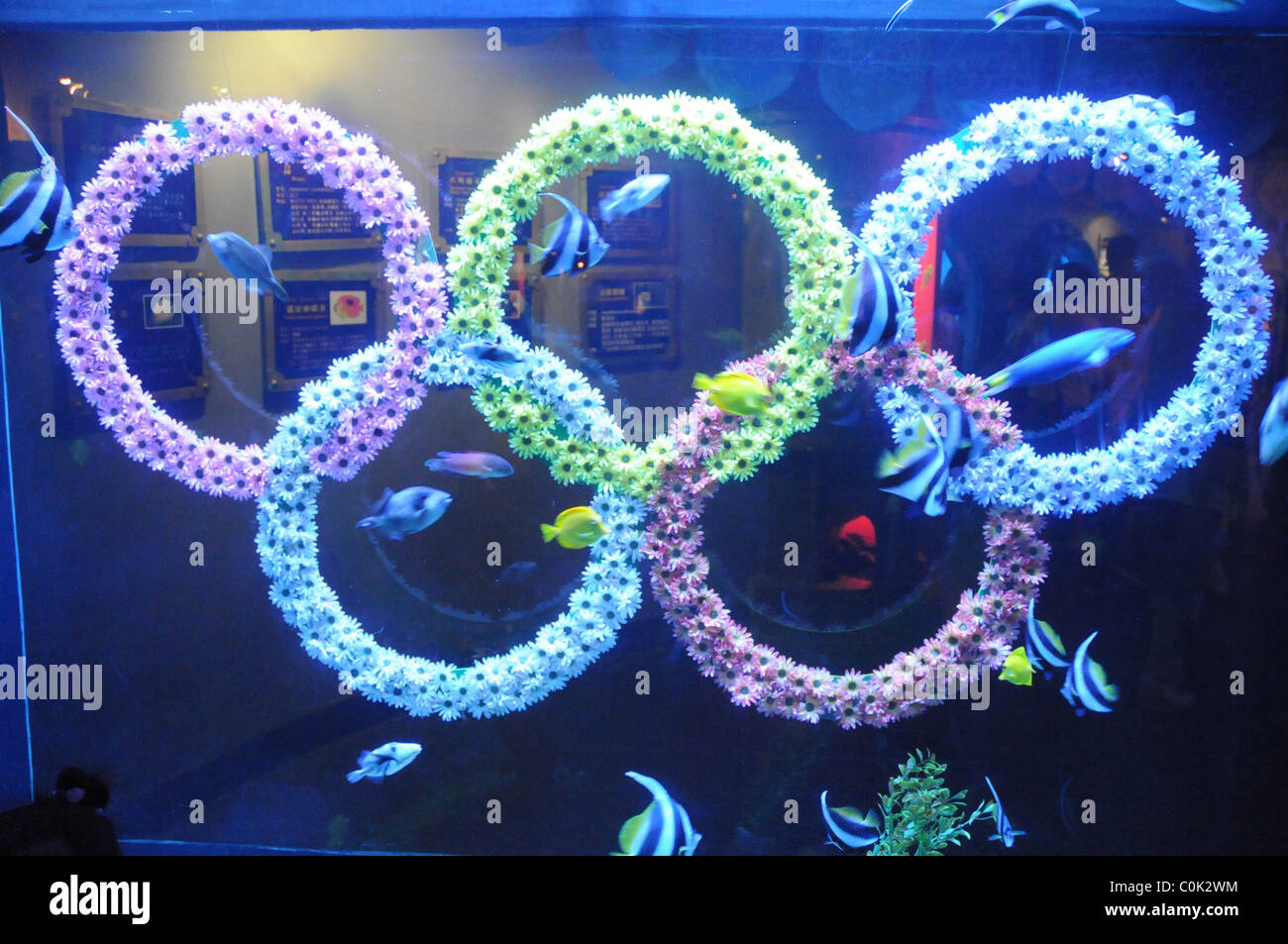 The Olympic rings as you have never seen them Animals participate in a ...