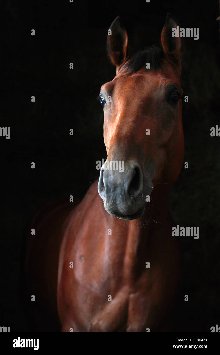 Trakehner horse studio hi-res stock photography and images - Alamy