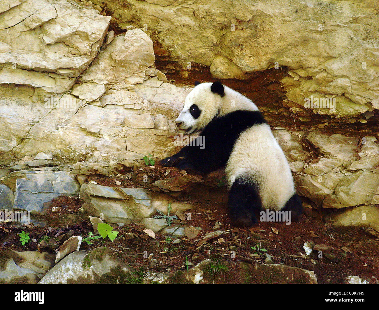 THERAPY FOR PANDA This baby panda is receiving psychological help after ...