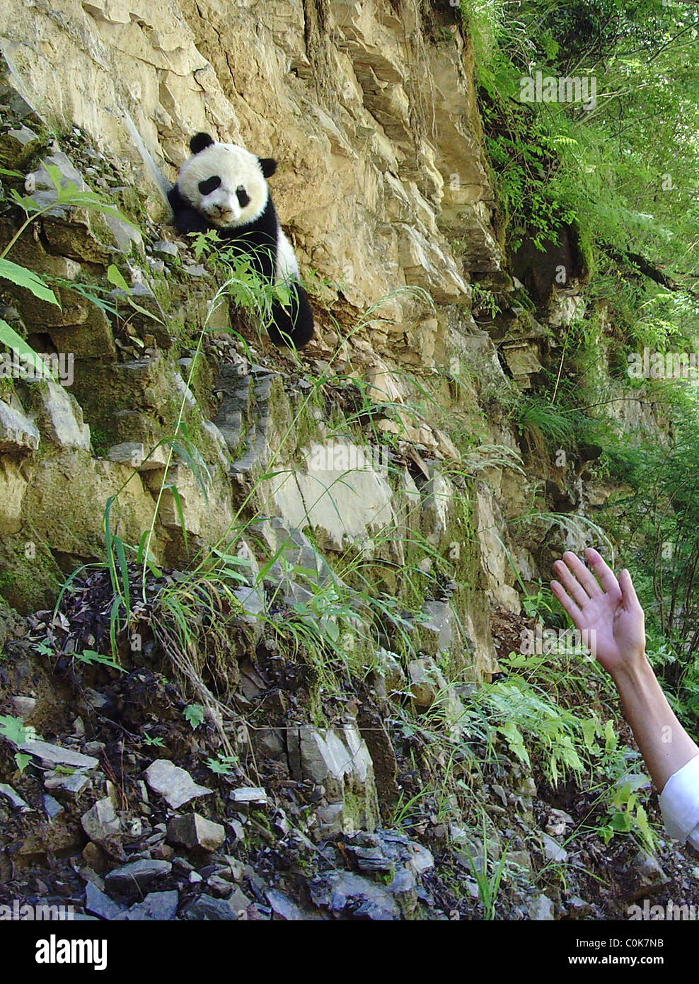THERAPY FOR PANDA This baby panda is receiving psychological help after ...