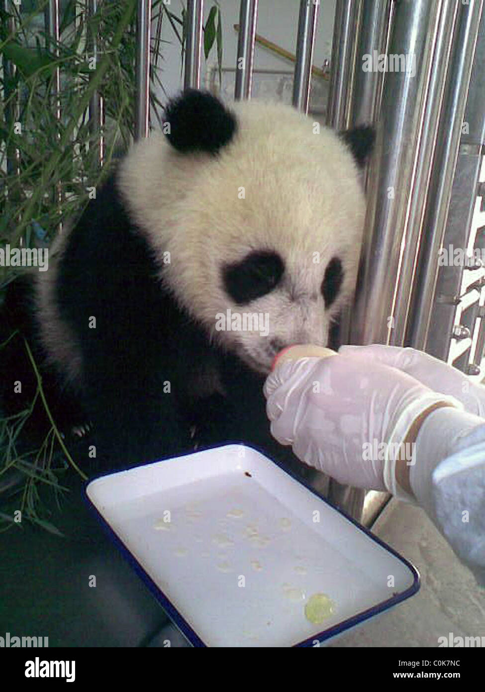 THERAPY FOR PANDA This baby panda is receiving psychological help after ...