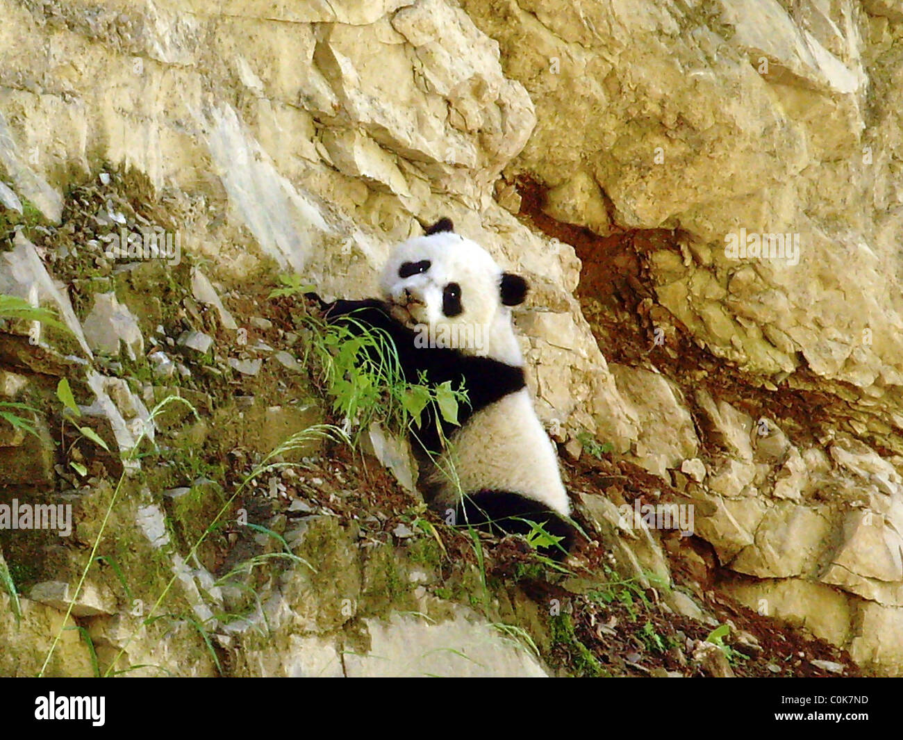 THERAPY FOR PANDA This baby panda is receiving psychological help after ...