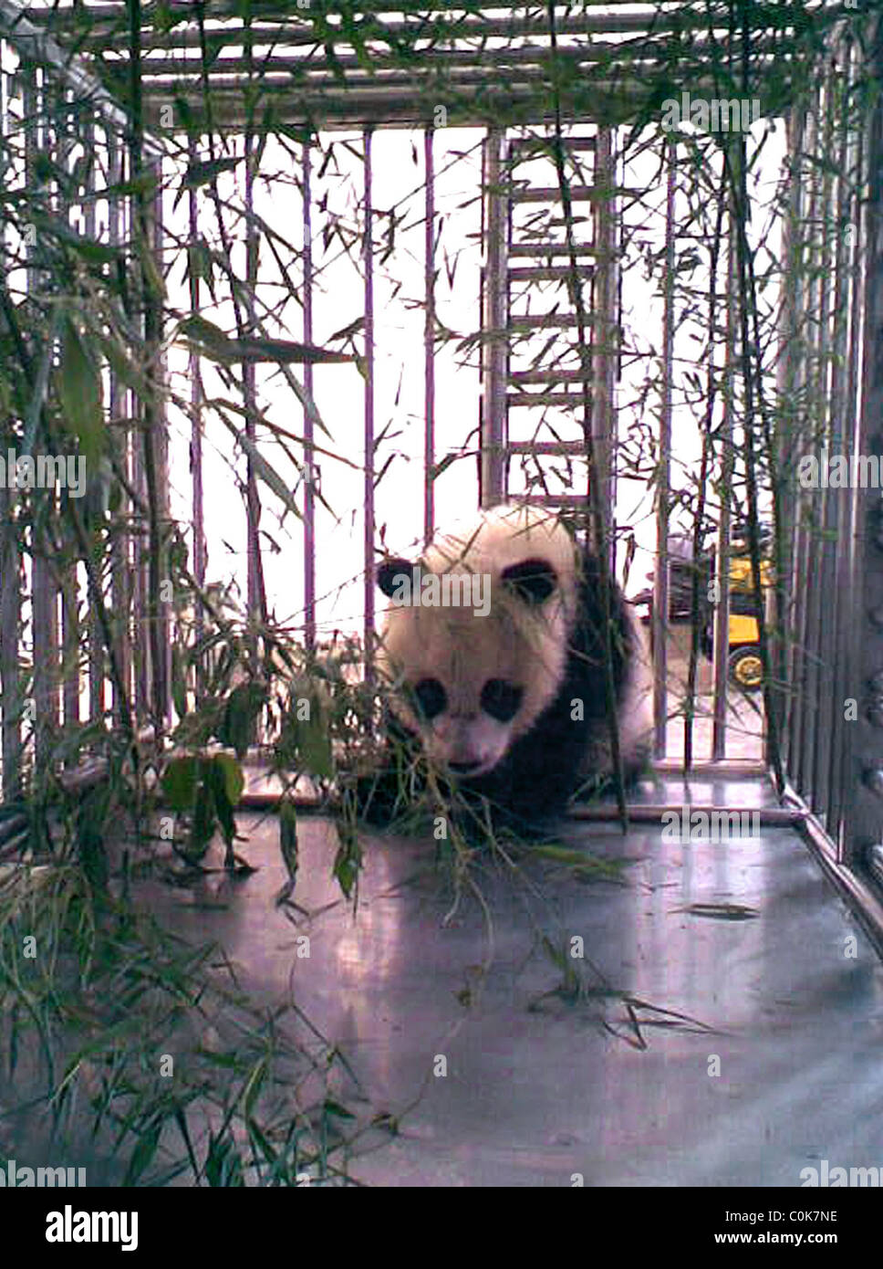 THERAPY FOR PANDA This baby panda is receiving psychological help after ...