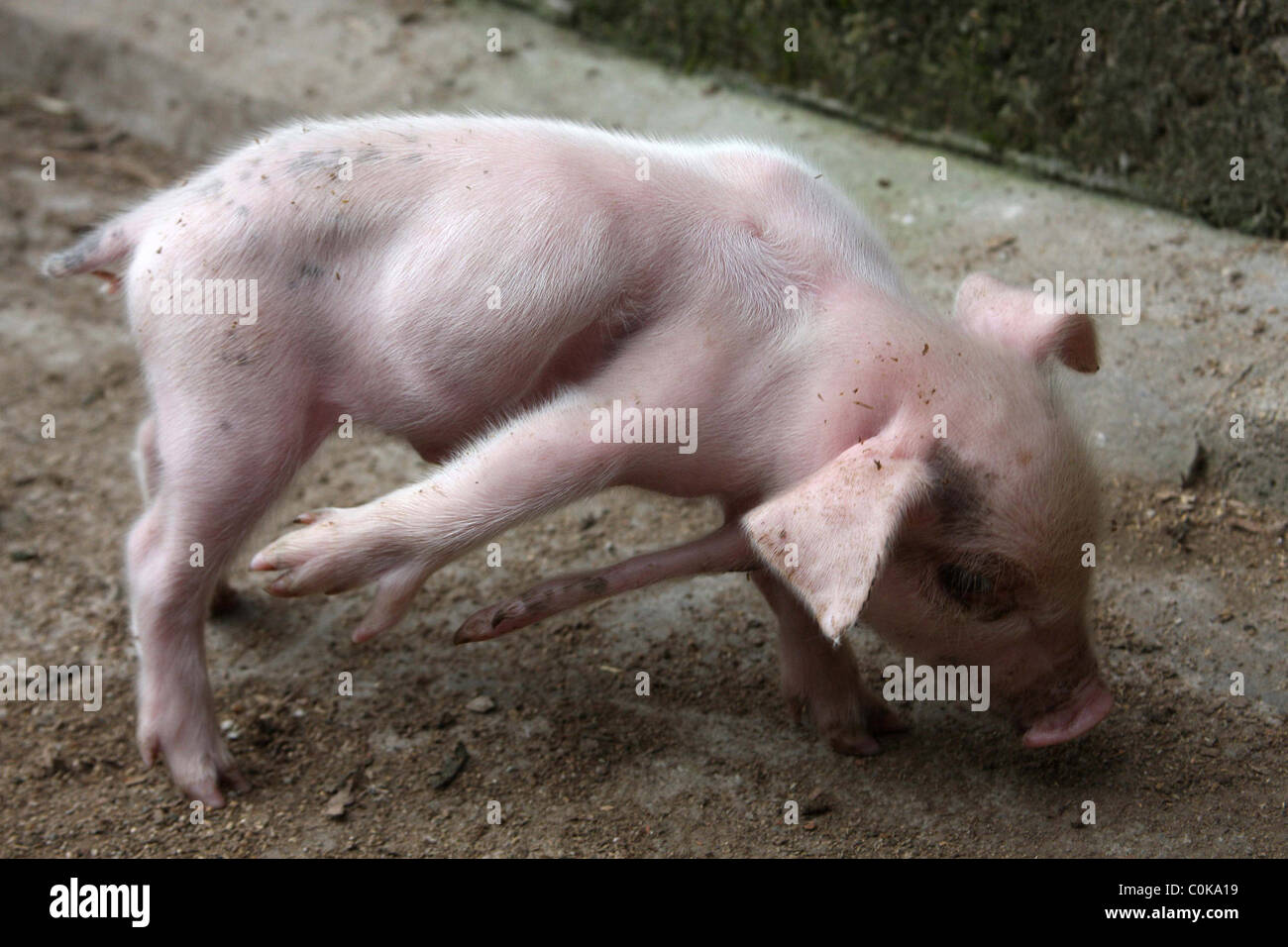 DEFORMED PIG NEEDS A LEG-UP This little piggie came with something ...