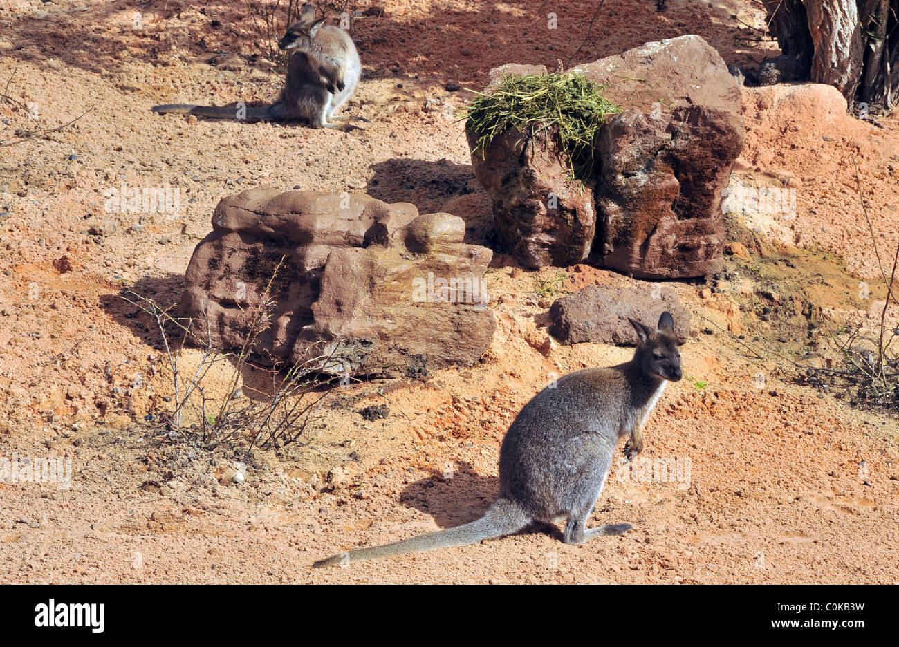 London Zoo's Mappin Terrace, once home to polar bears, is 'heating up ...