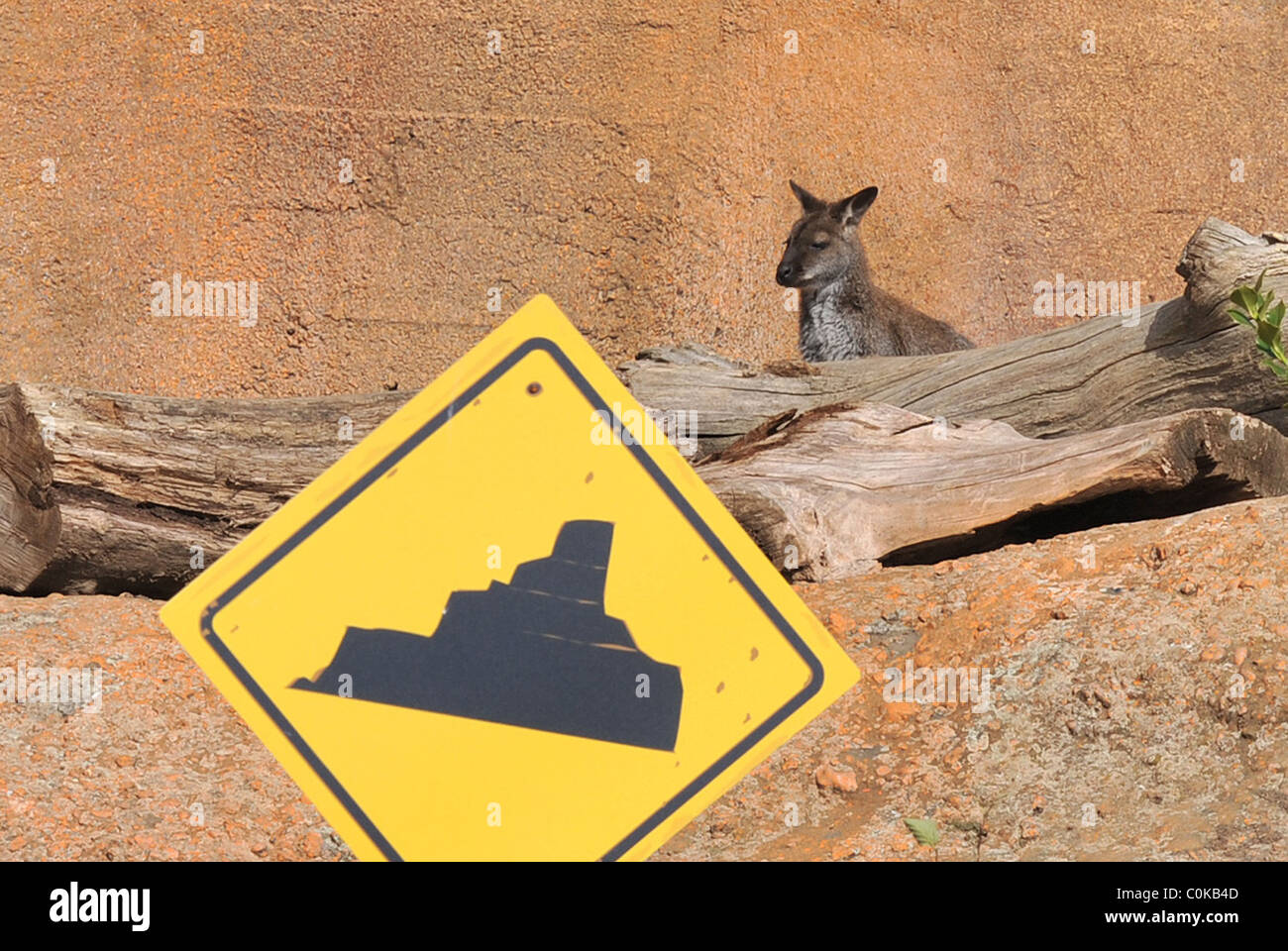 London Zoo's Mappin Terrace, once home to polar bears, is 'heating up ...
