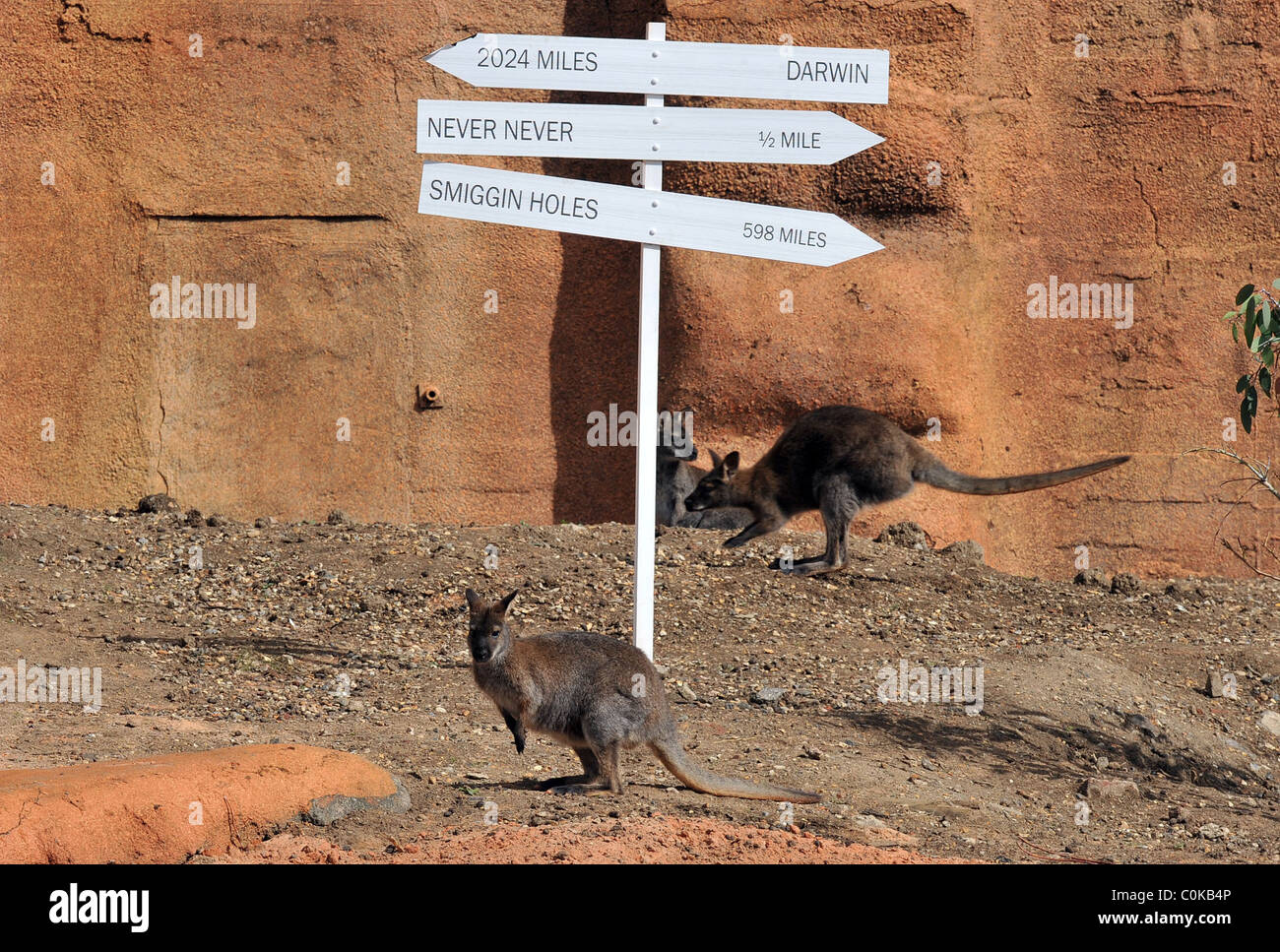 London Zoo's Mappin Terrace, once home to polar bears, is 'heating up ...
