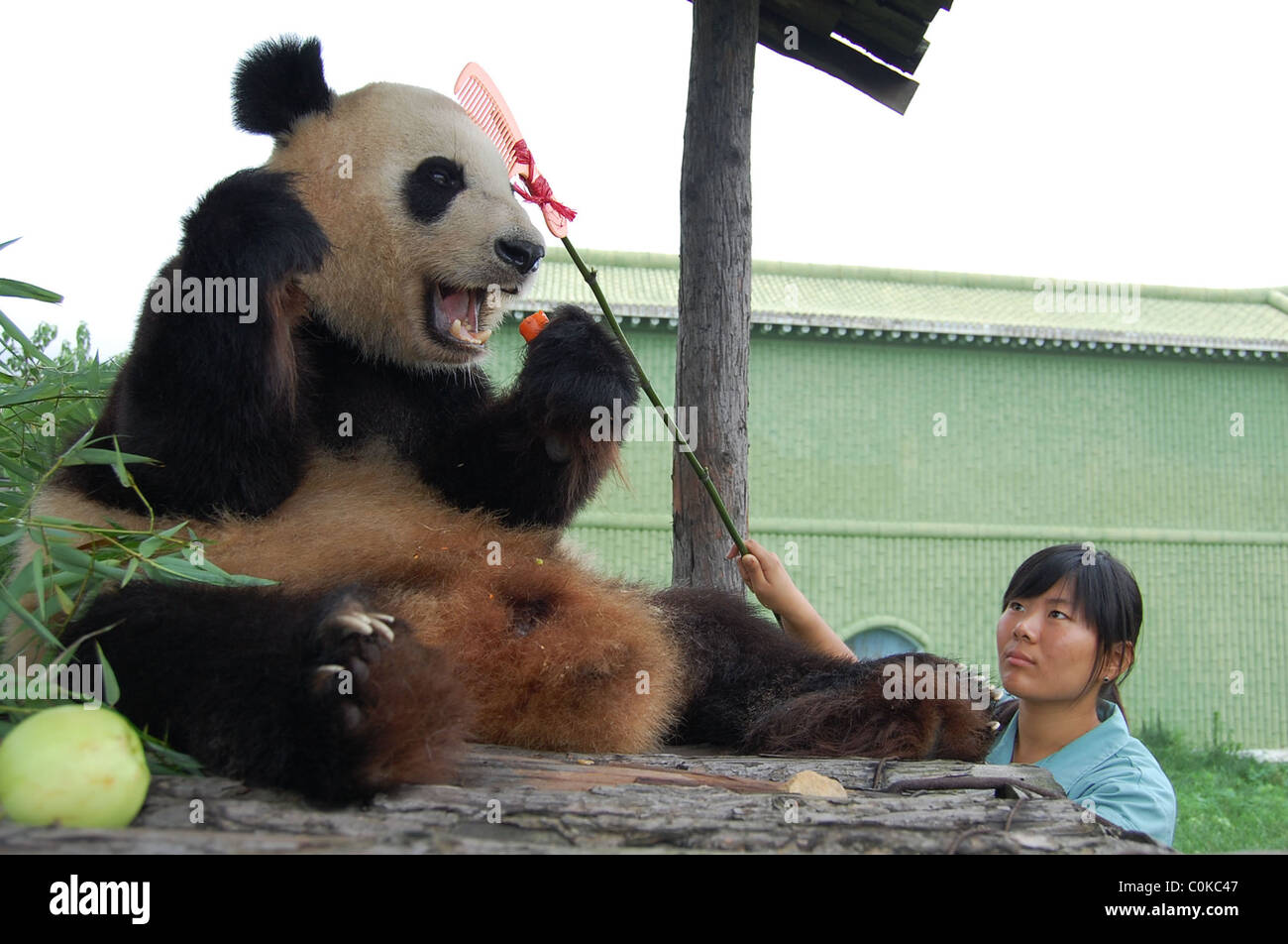 Yang Yang the Giant panda gets a makeover from a zookeeper at Qingdao ...