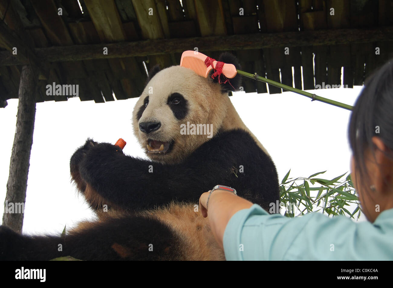 Yang Yang the Giant panda gets a makeover from a zookeeper at Qingdao Forest Wildlife World, in ...