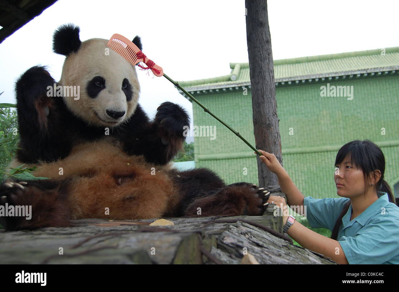Yang Yang the Giant panda gets a makeover from a zookeeper at Qingdao Forest Wildlife World, in ...