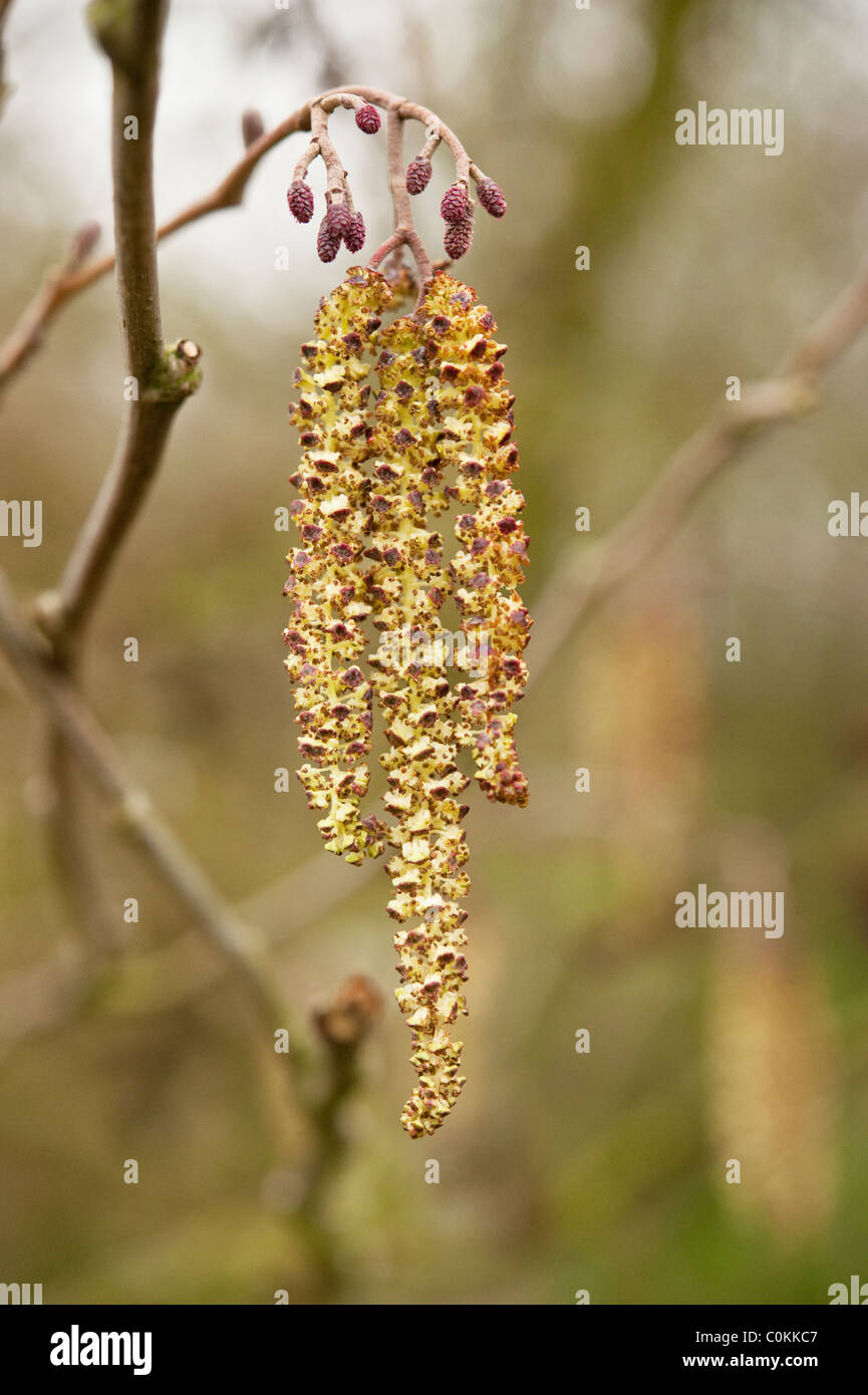Grey or speckled alder (Alnus incana) catkins emerge in early spring ...
