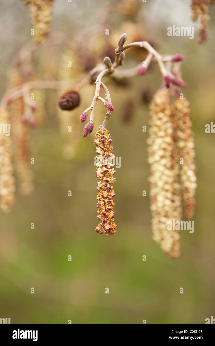 Speckled alder hi-res stock photography and images - Alamy