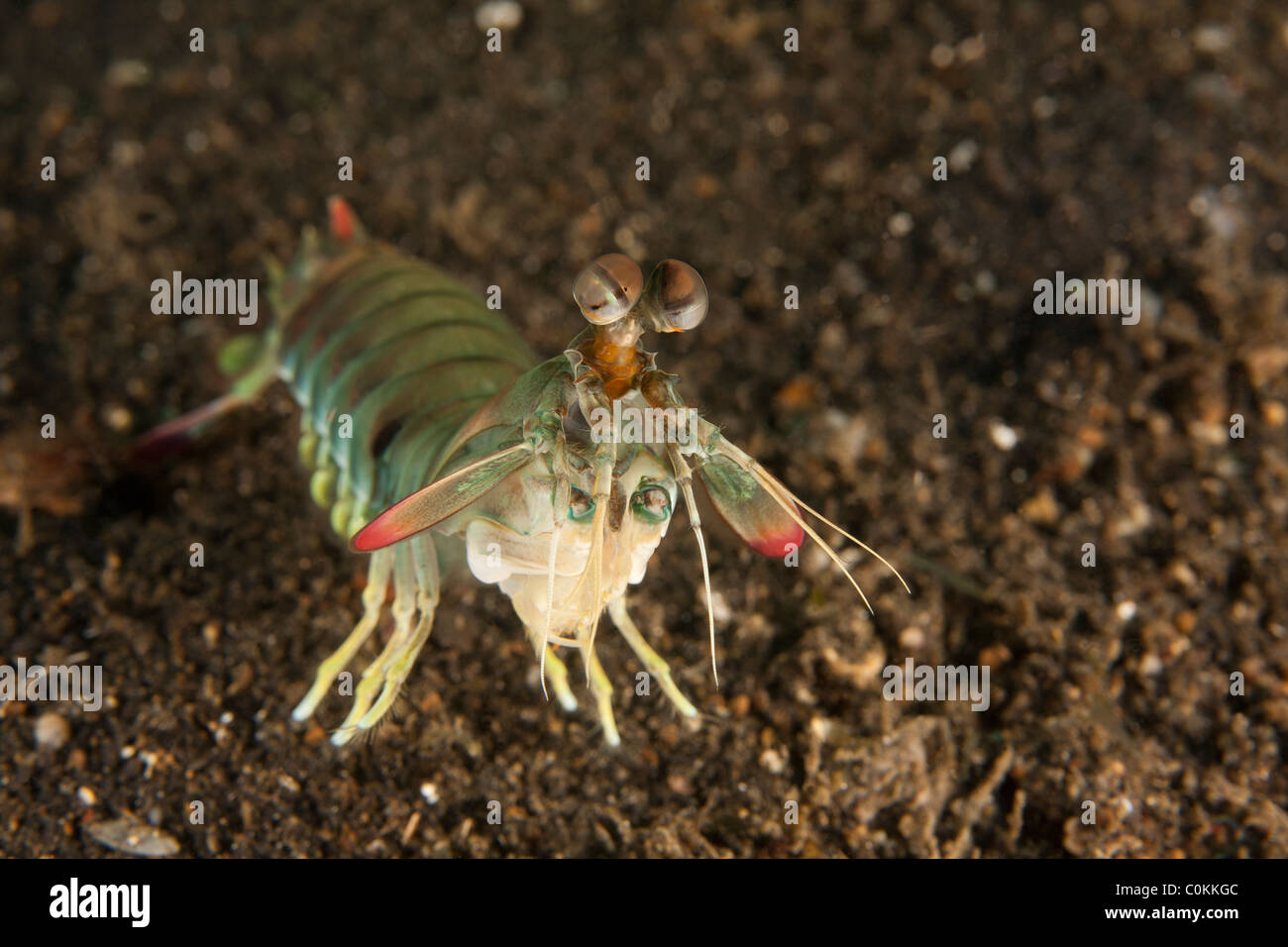 Mantis fish hi-res stock photography and images - Alamy