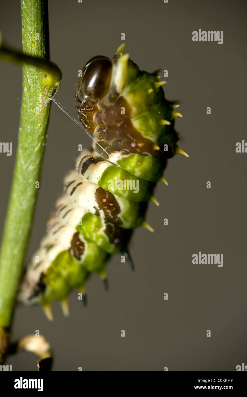 Orchard swallowtail Papilio aegeus caterpillar ready to pupate Stock ...